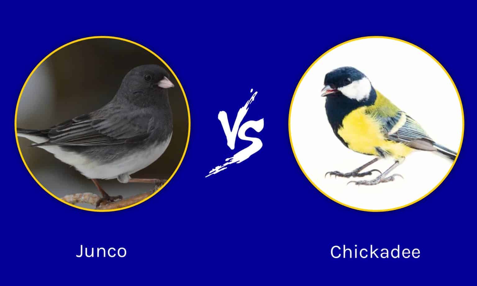 Junco vs. Chickadee: What Are the Differences? - A-Z Animals