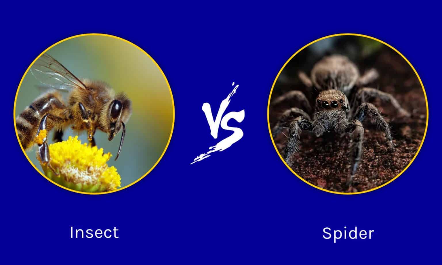 Insects vs. Spiders: What Are the Differences? - A-Z Animals