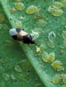 No See Ums vs Pirate Bugs: Key Differences Explained - A-Z Animals