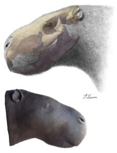 14 Extinct Animals: Past and Present - A-Z Animals