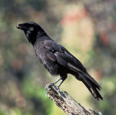 Weaver Birds Animal Facts - Ploceidae - A-Z Animals