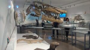 Hainosaurus Animal Facts - Hainosaurus - A-Z Animals