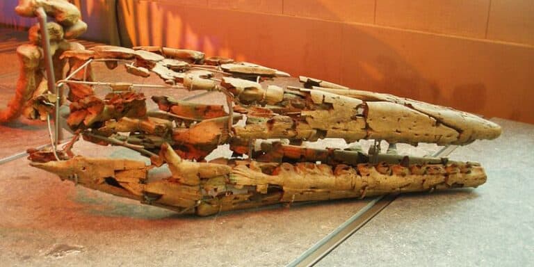 Hainosaurus Animal Pictures | A-Z Animals