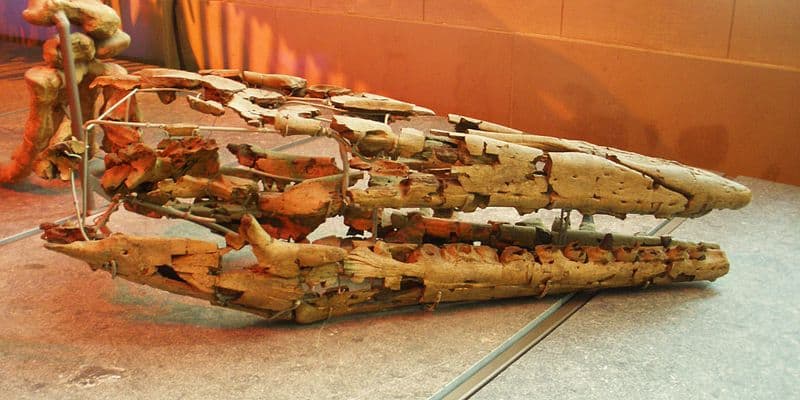 Hainosaurus Pictures - AZ Animals