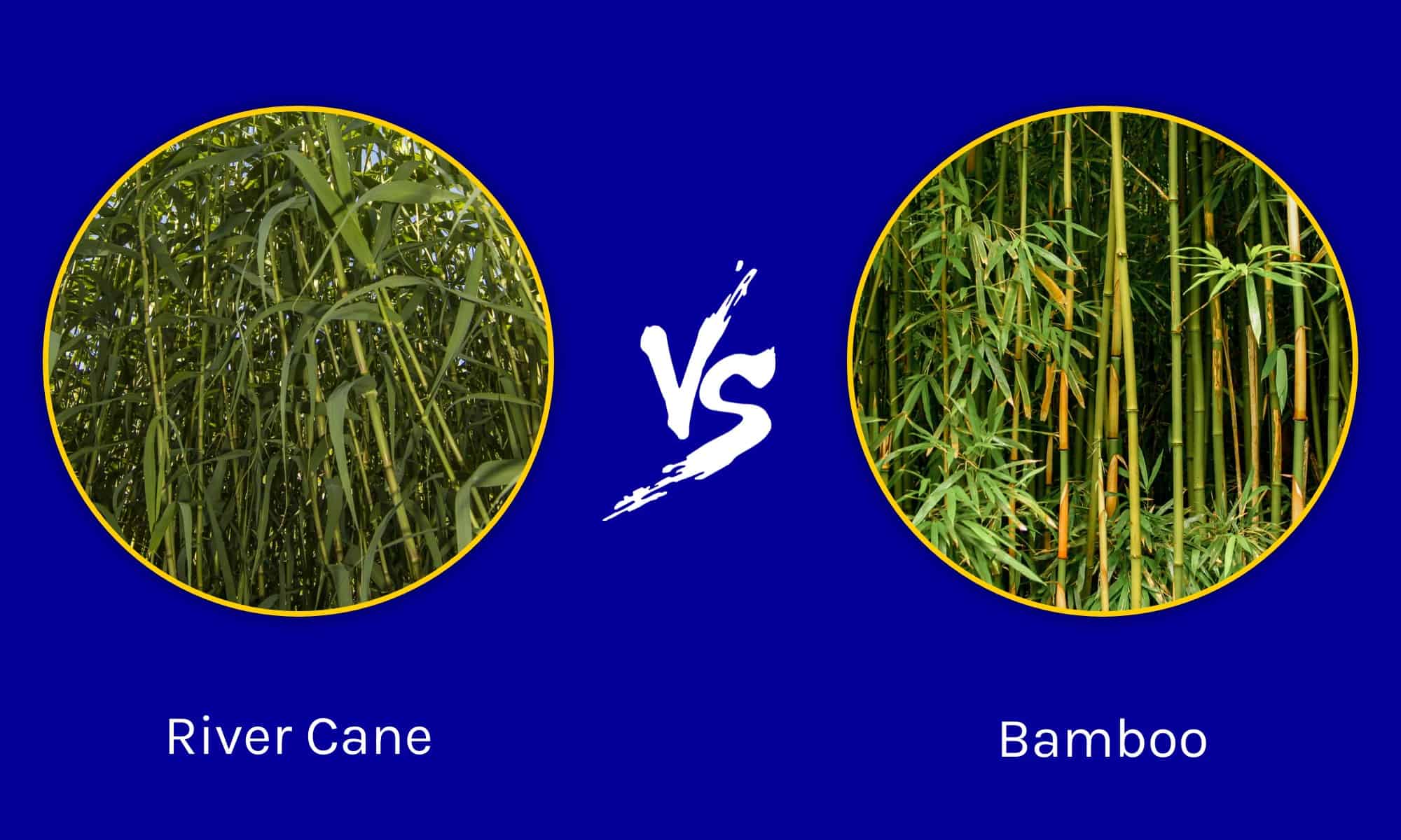 River Cane vs. Common Bamboo: 5 Key Differences - A-Z Animals