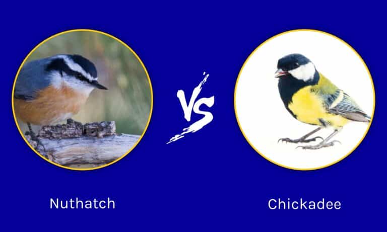 Nuthatch vs. Chickadee: What Are The Differences? - A-Z Animals