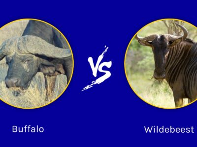 Compare and Contrast Animals From Around the Planet! - A-Z Animals