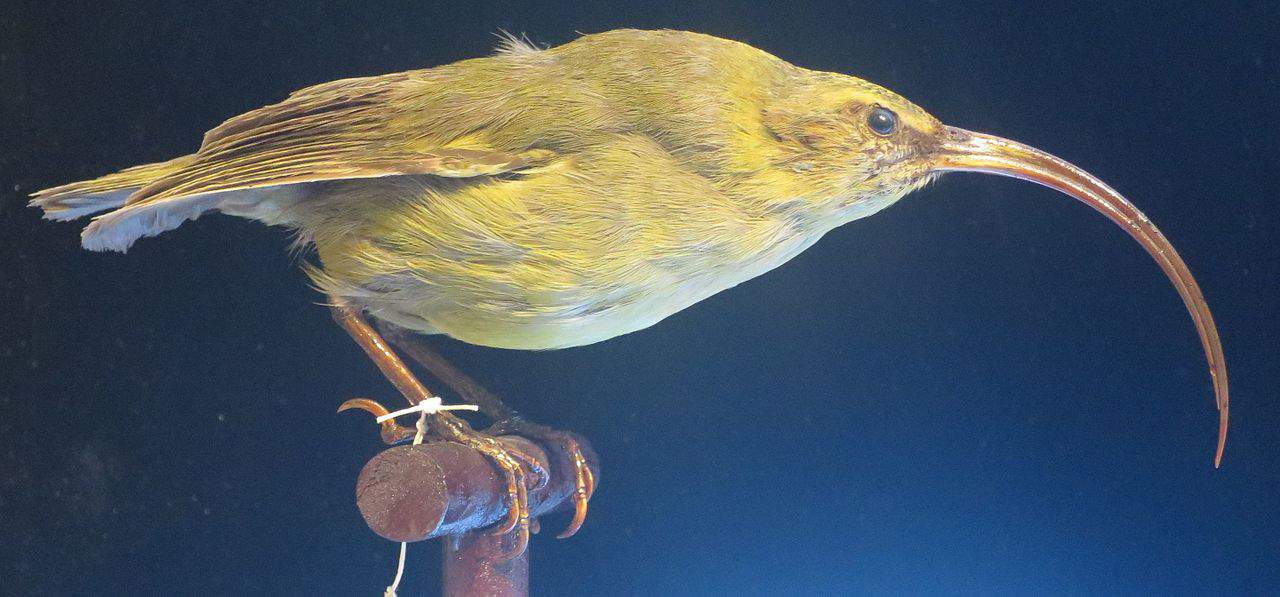 Discover 6 Extinct Animals That Lived in Hawaii - A-Z Animals