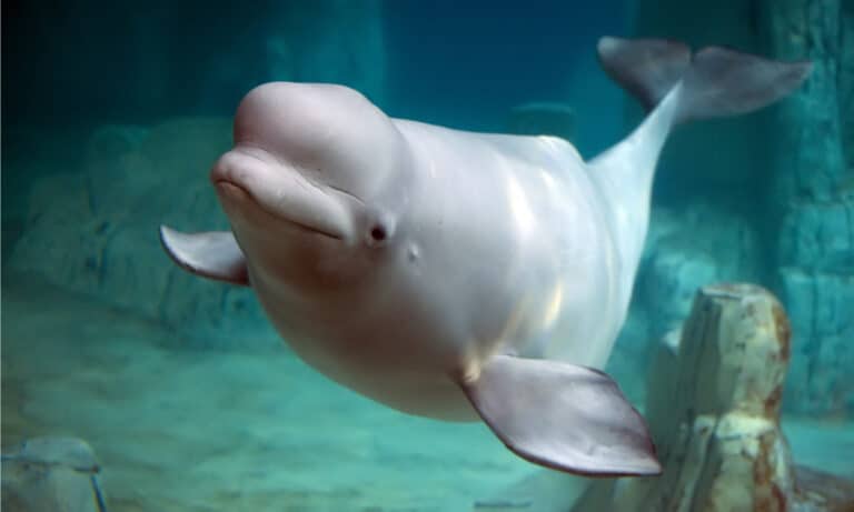 Why 30 Beluga Whales' Lives Are On the Line - A-Z Animals