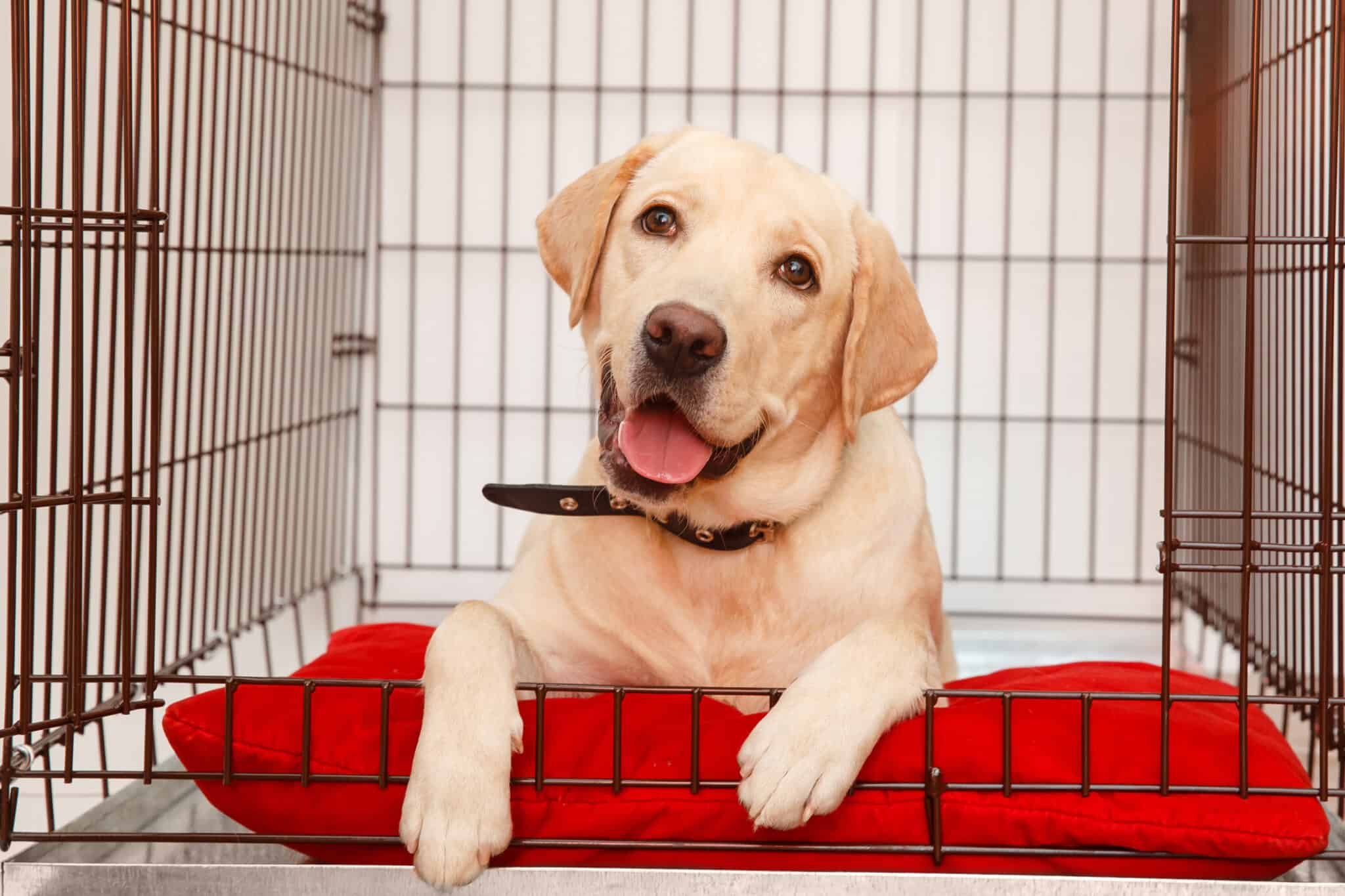 Labrador Retriever Colors: Rarest to Most Common - A-Z Animals