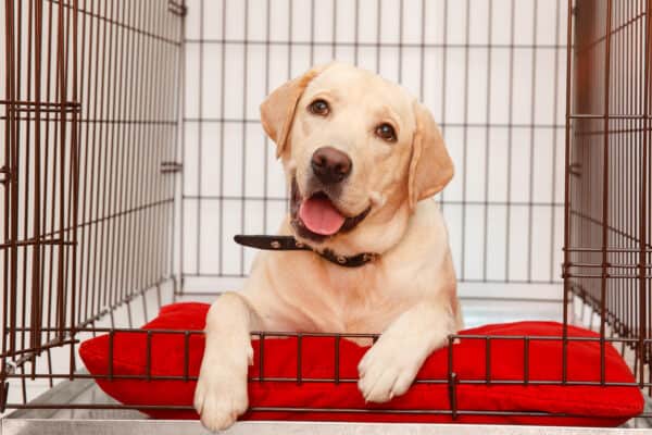 Labrador Retriever Progression: Growth Chart, Milestones, and Training ...
