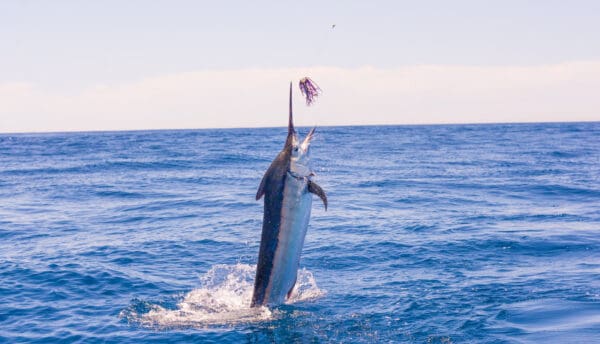 Discover Who Emerges Victorious in a Giant Squid vs. Blue Marlin Battle ...