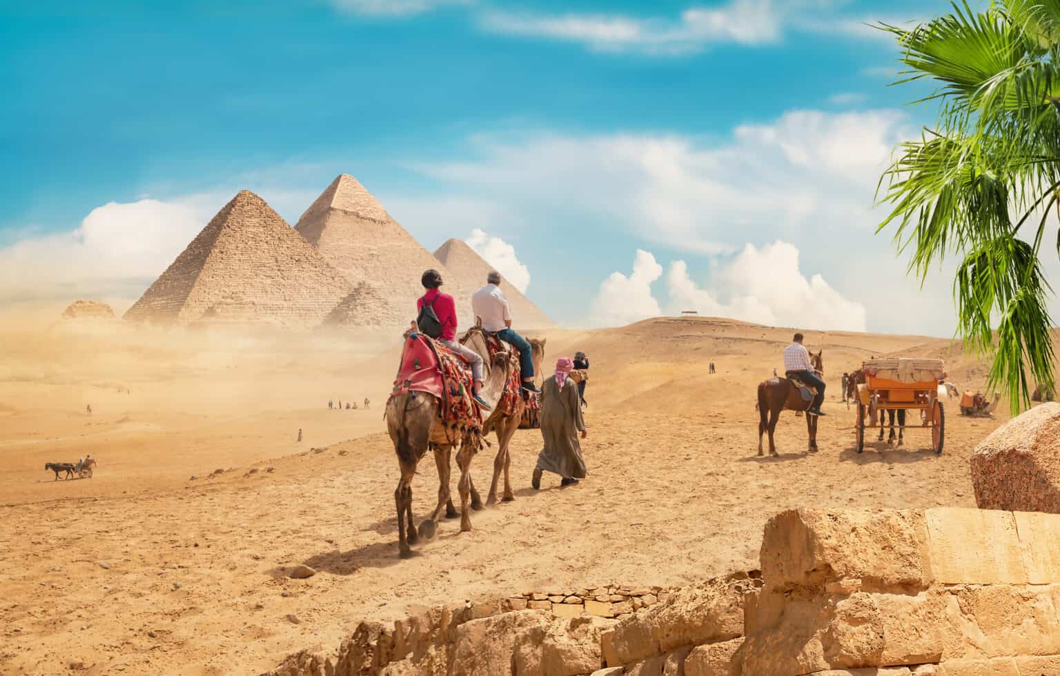Camel Animal Facts - Camelus - A-Z Animals