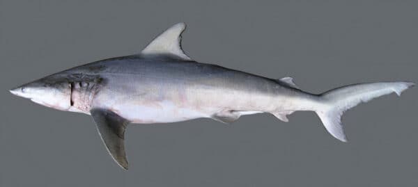 10 Sharks Found in Texas' Waters - A-Z Animals