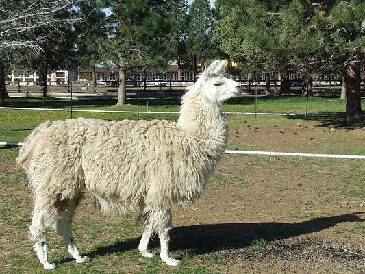 Male vs Female Llamas: 6 Key Differences - A-Z Animals
