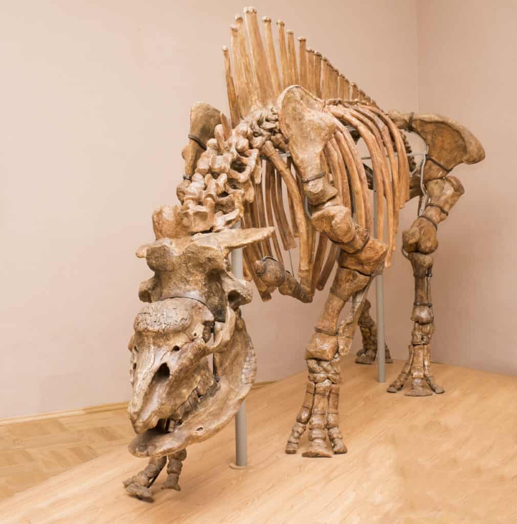 Discover the Behemoth 'Siberian Unicorn' That Once Roamed the Earth - A ...