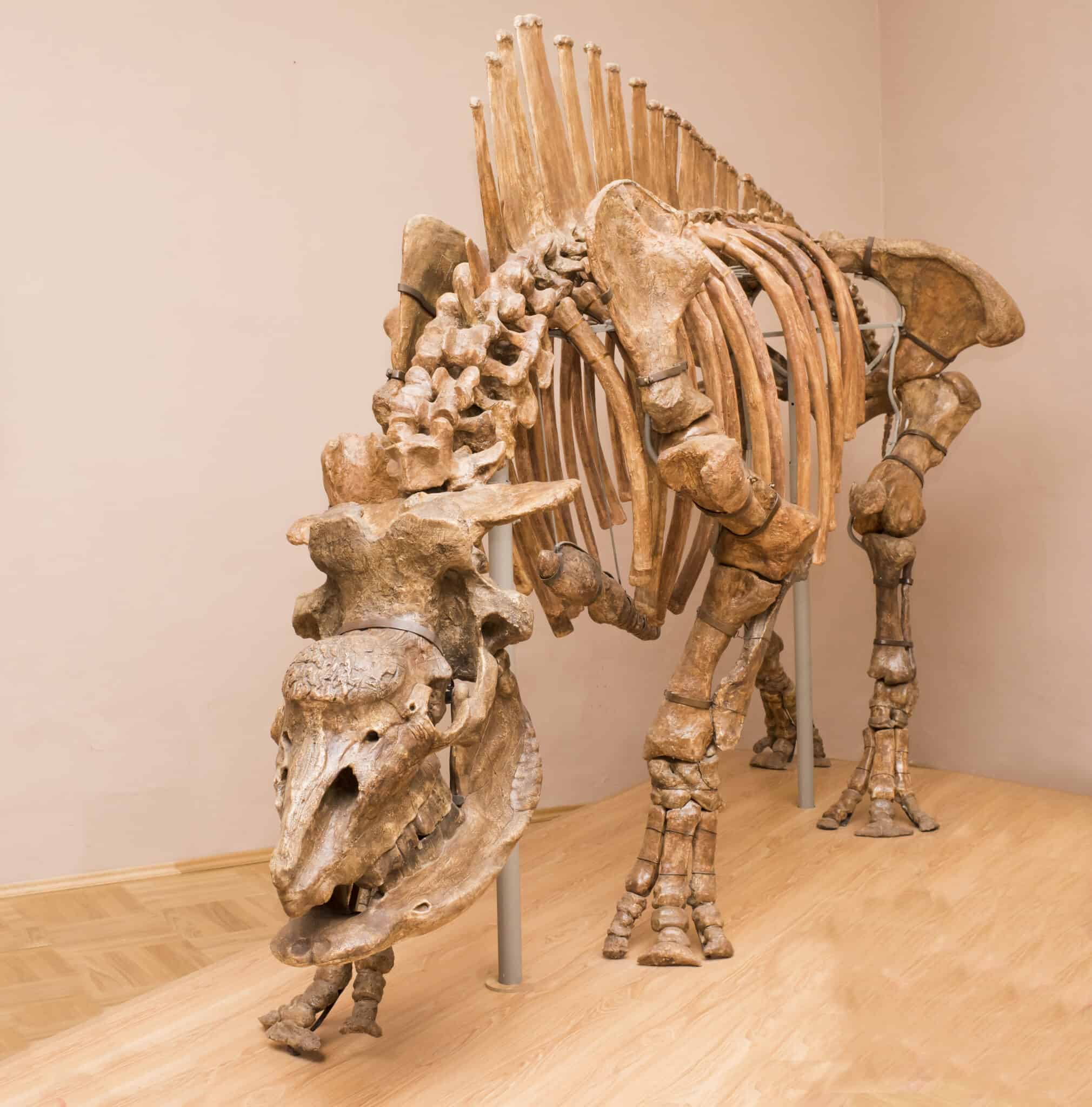 Discover the Behemoth 'Siberian Unicorn' That Once Roamed the Earth - A ...