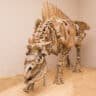 Discover the Behemoth 'Siberian Unicorn' That Once Roamed the Earth - A ...
