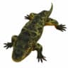 Eryops Animal Facts - Eryops - A-Z Animals