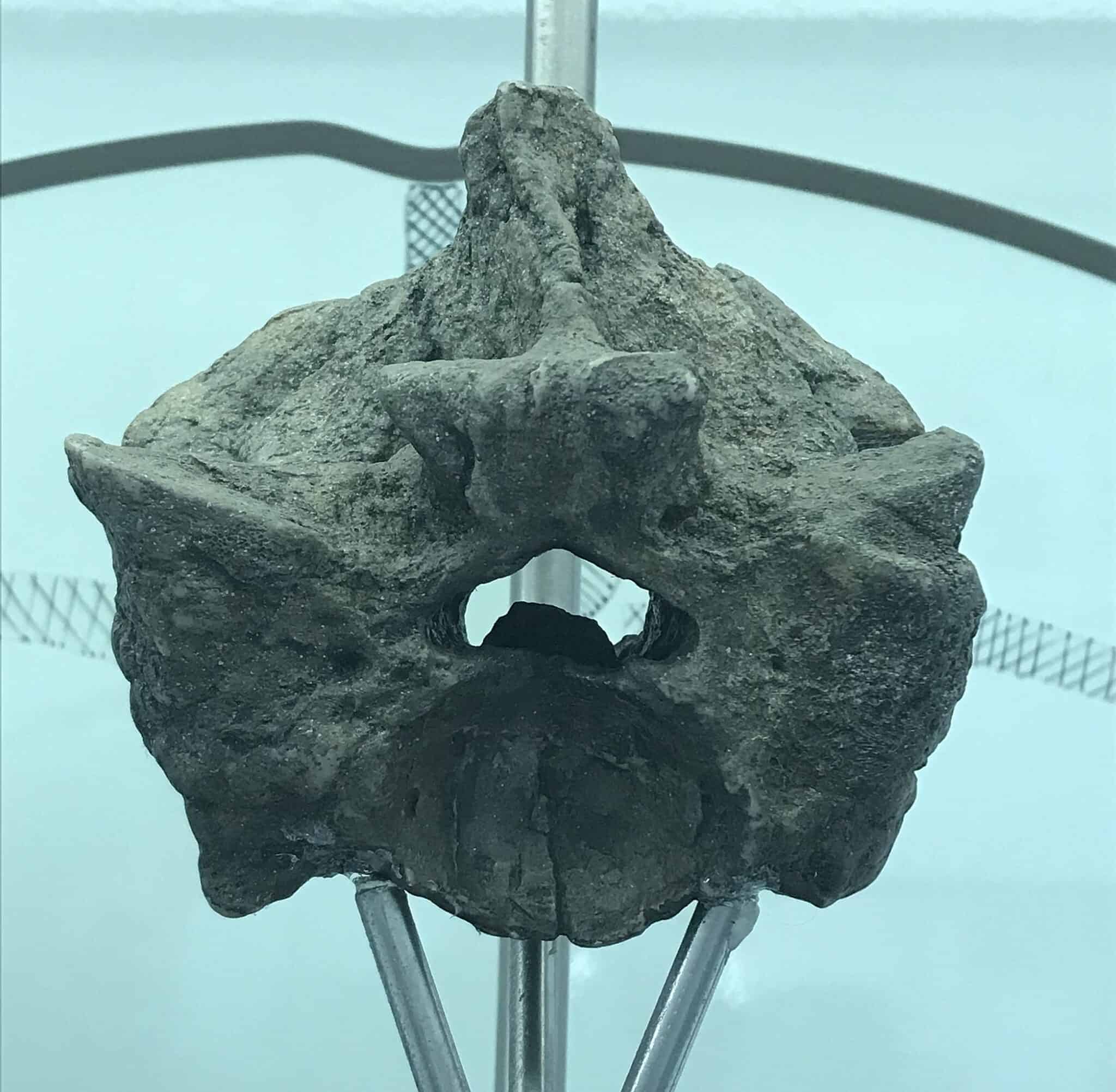 Learn About the Largest Snake Fossil Ever Found - A-Z Animals
