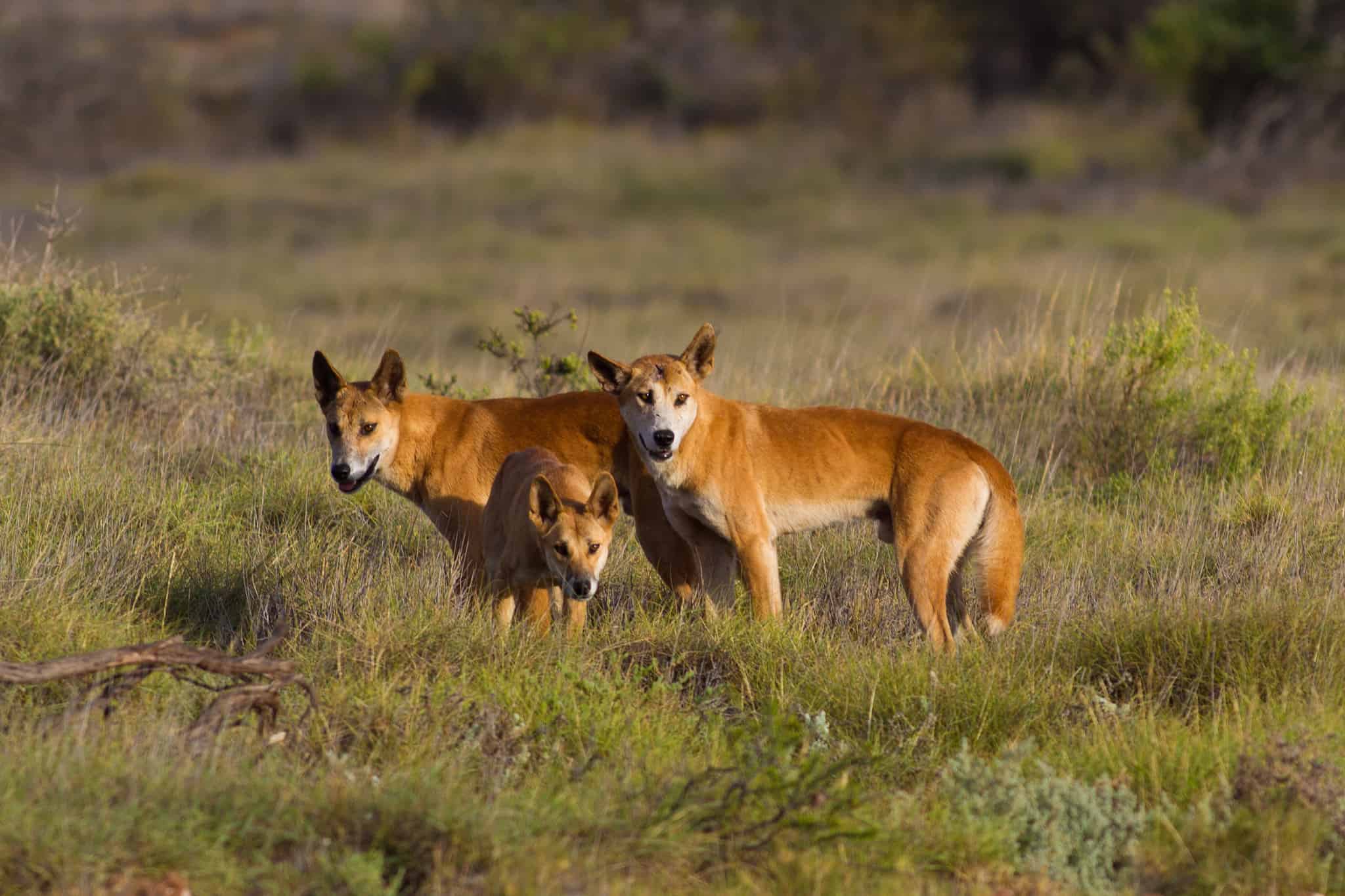 10 Incredible Dingo Facts - A-Z Animals