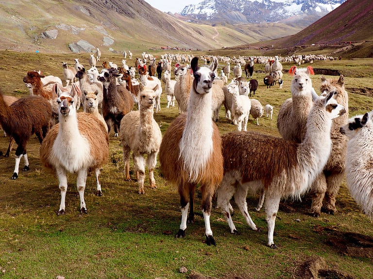 10 Notable Facts About Llamas - A-Z Animals