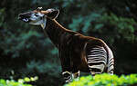 These 15 Animals Look Like Mystical Creatures - A-Z Animals