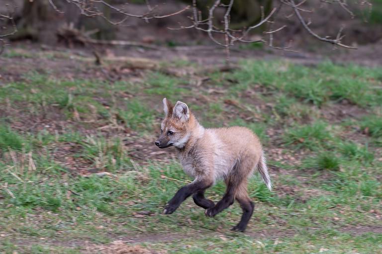 10 Key Facts About Maned Wolves - A-Z Animals