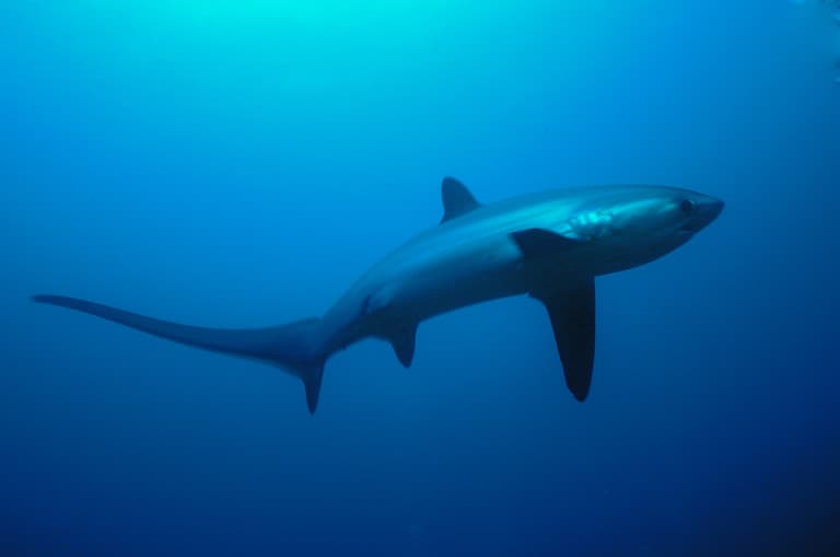 5 Sharks Found in the North Sea - Is It Safe to Swim? - A-Z Animals