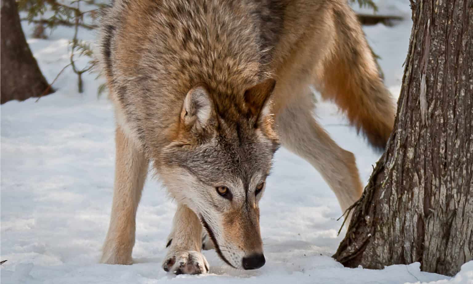 The Absolute Best List of Wolf Names - A-Z Animals