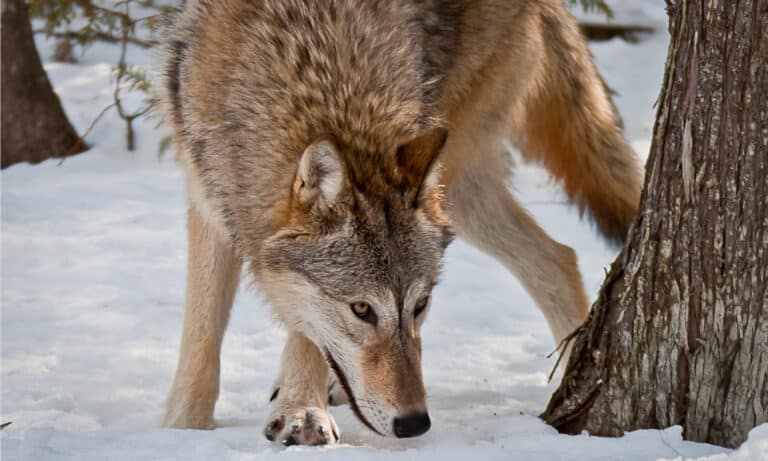 The Absolute Best List of Wolf Names - A-Z Animals