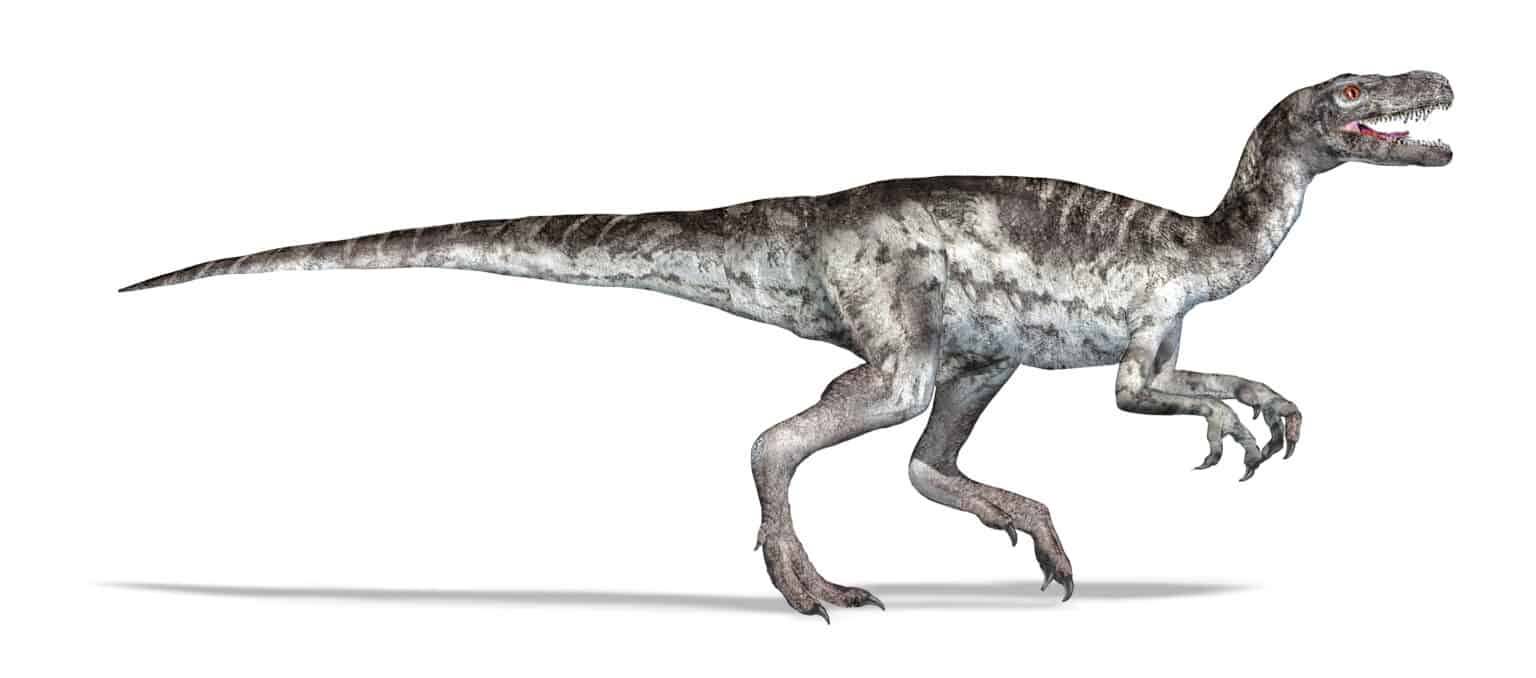 Herrerasaurus vs. Velociraptor: The Five Major Differences - A-Z Animals