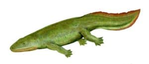 Discover the Science Behind Why There Are No Three-Legged Animals - A-Z ...