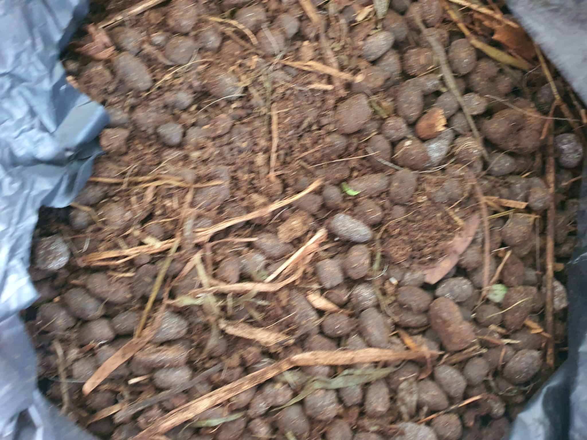 Goat Poop: Everything You've Ever Wanted to Know - A-Z Animals
