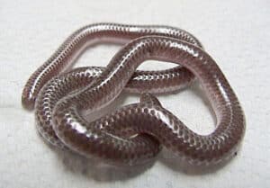 The 10 Smallest Snakes in the World (Some Look Like Tiny Worms!) - A-Z ...