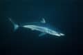 Longfin Mako Shark Animal Facts - Isurus paucus - A-Z Animals