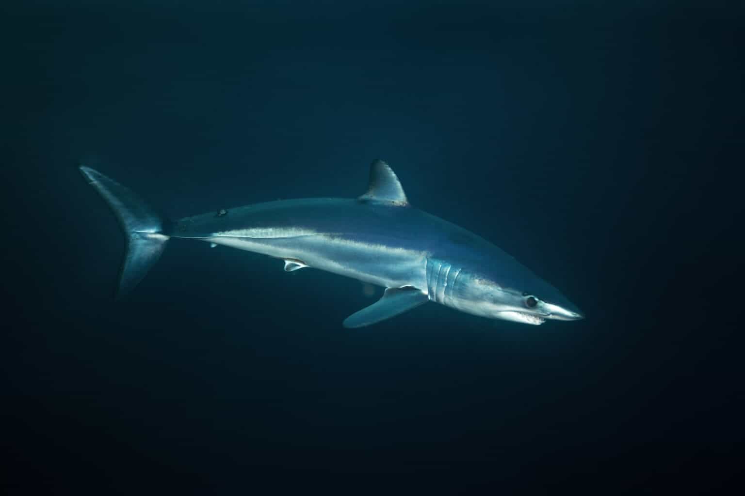 Discover the Largest Mako Shark Ever Recorded - A-Z Animals