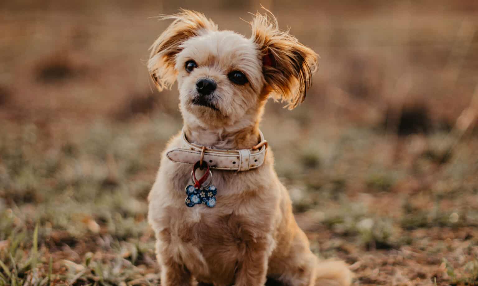 Malchi Dog Breed Complete Guide - A-Z Animals