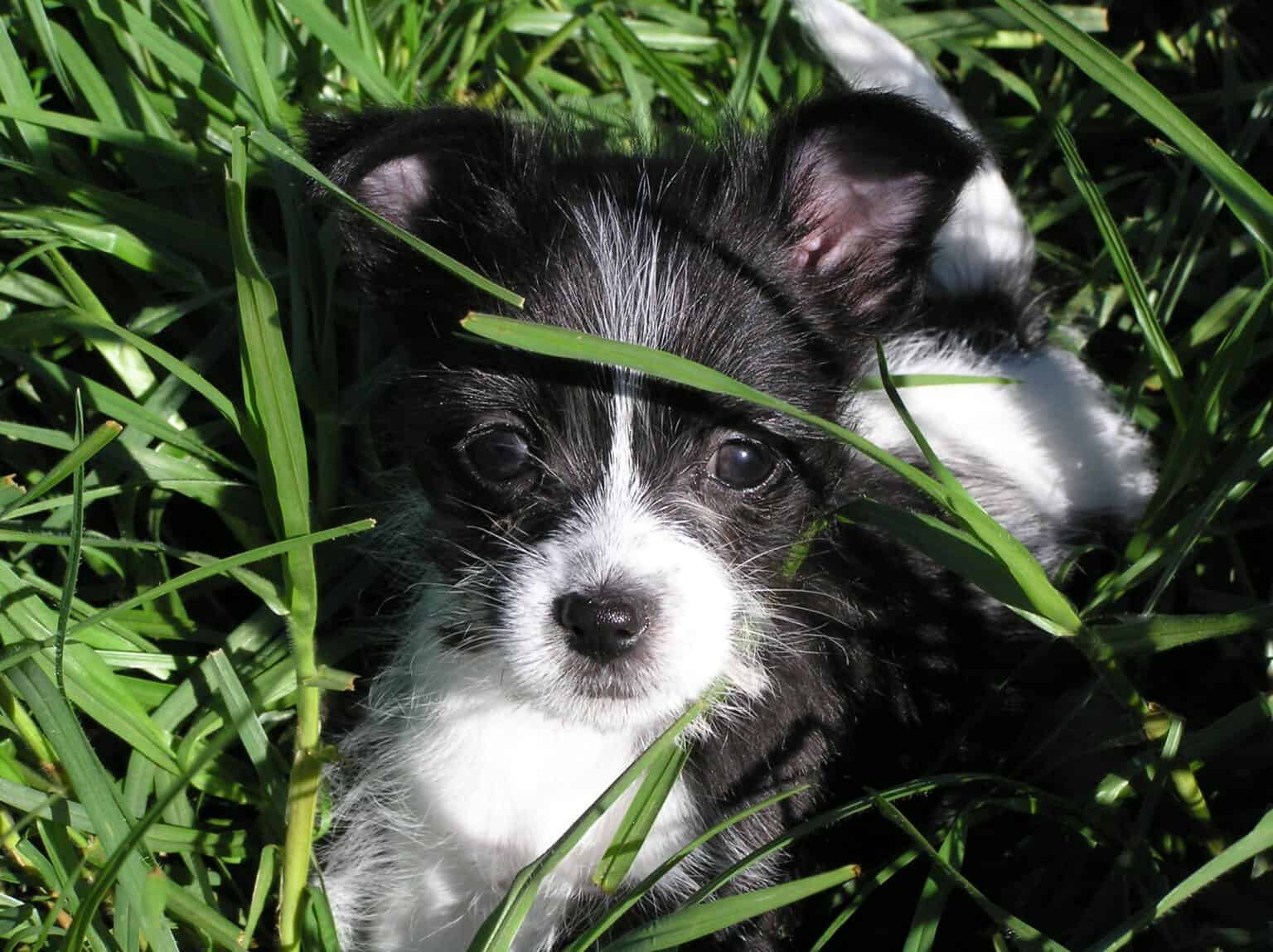 Malchi Dog Breed Complete Guide - A-Z Animals