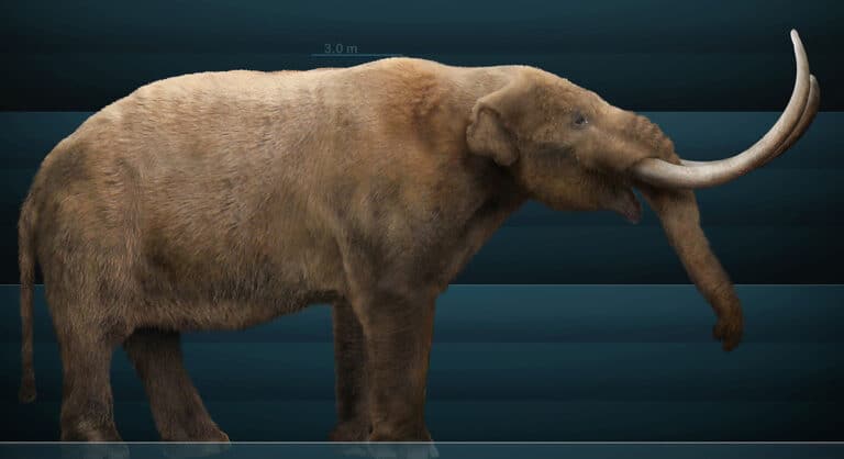 Discover 6 Extinct Animals That Lived in Virginia - A-Z Animals