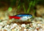 Explore 80+ Fish That Start with T (Common Names) - A-Z Animals