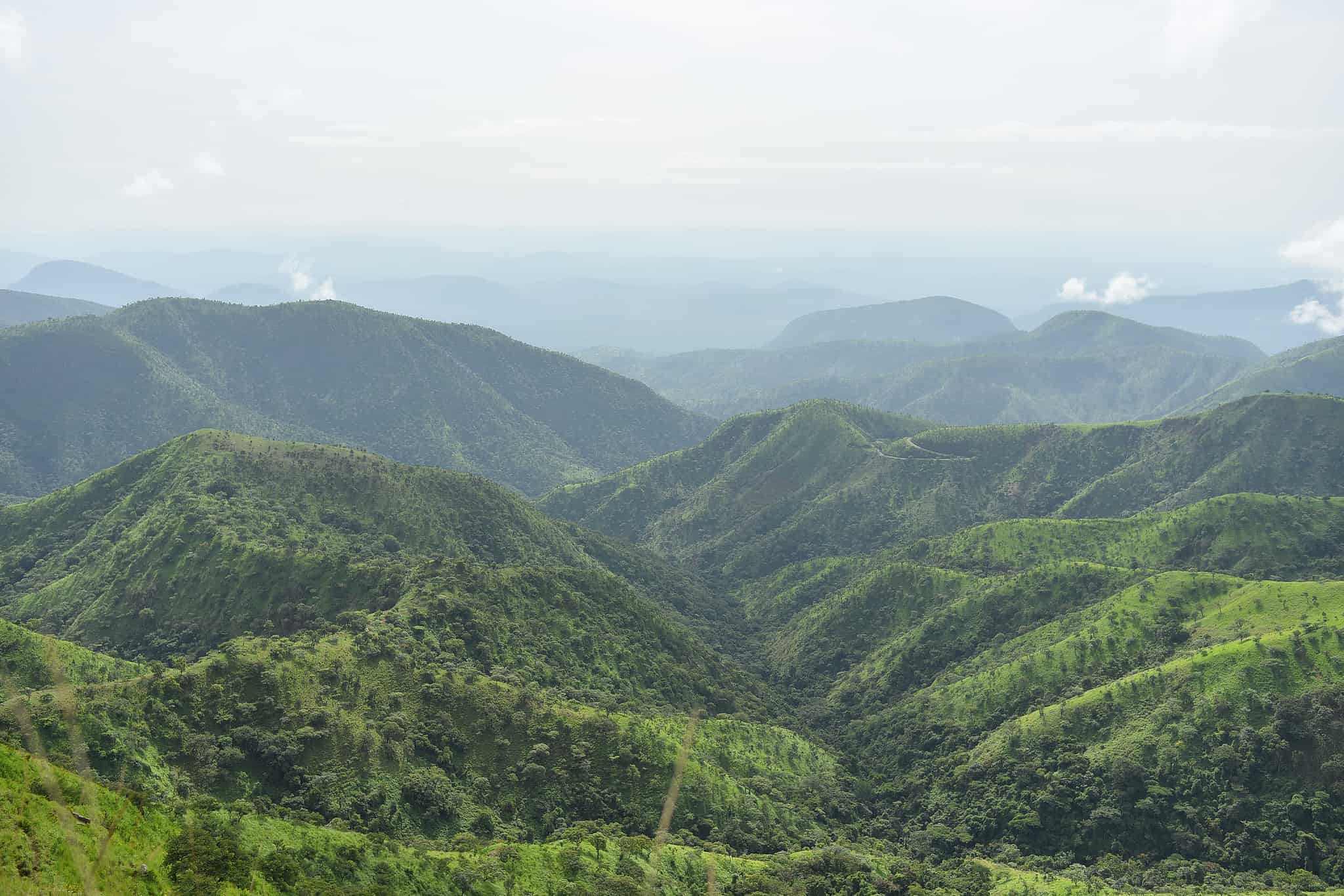10 Incredible Facts About Critically Endangered Cross River Gorillas ...