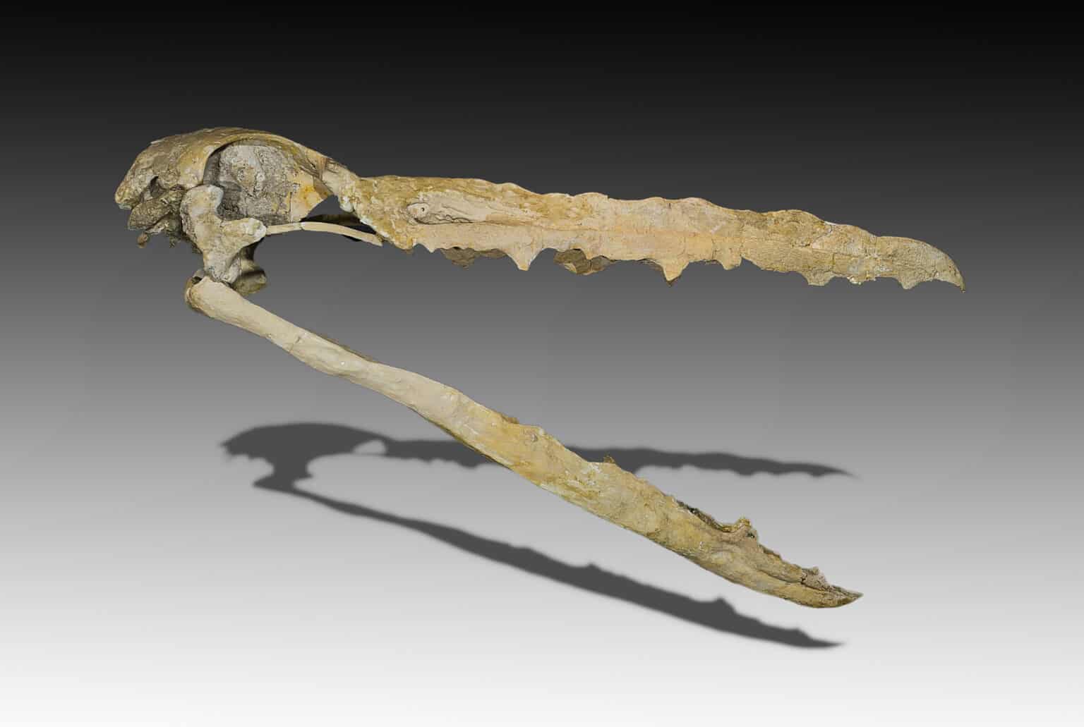This Gigantic Bird Had a 20 Foot Wingspan and a Terrifying Beak with ...