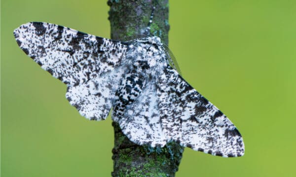 What is the peppered moth evolution, and why is it so important? - A-Z ...