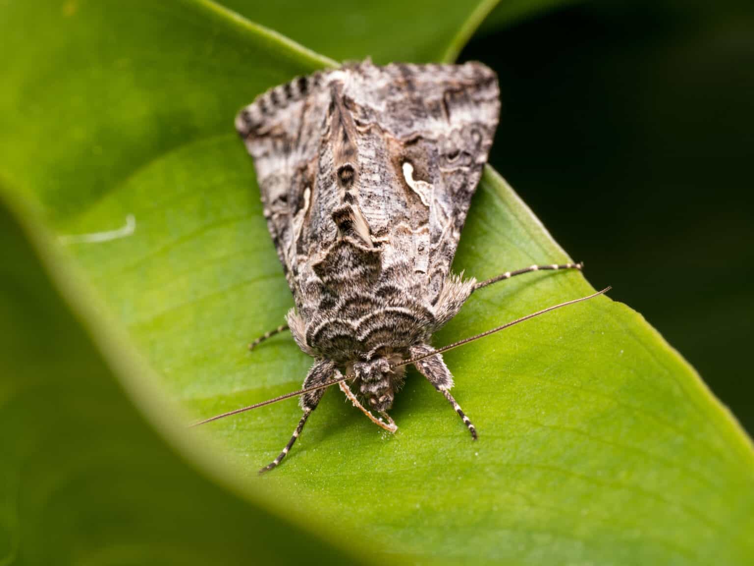 Peppered Moth - A-Z Animals