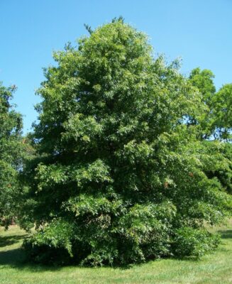 The 31 Most Iconic Trees Native to Georgia - A-Z Animals