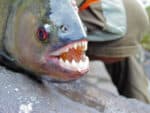 Can Piranhas Actually Eat Humans? 5 Facts and 3 Myths - A-Z Animals