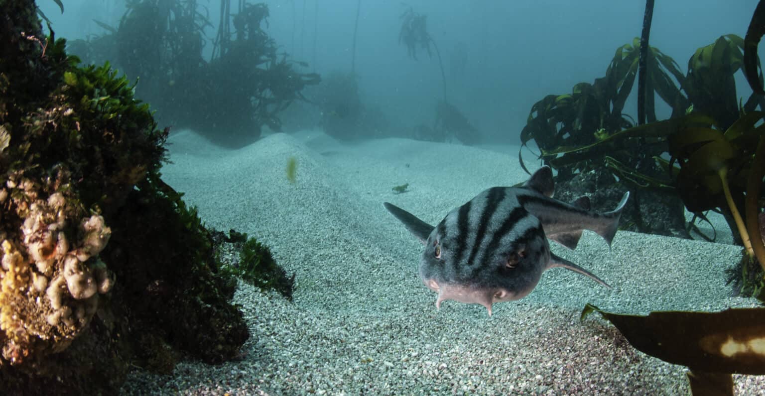 Pyjama Shark Fish Facts - Poroderma africanum - A-Z Animals