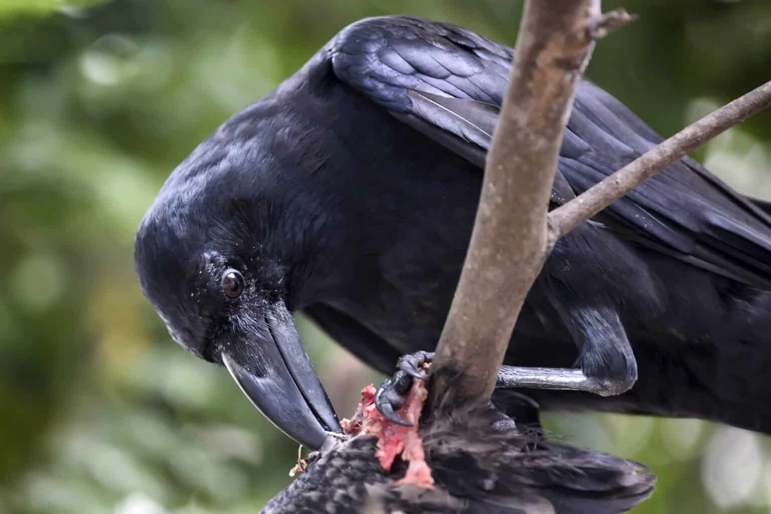 Common Raven Bird Facts - Corvus corax - A-Z Animals