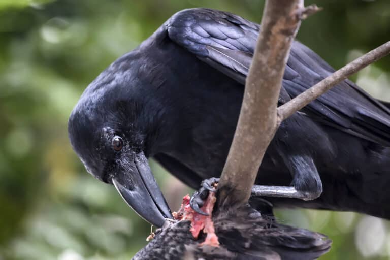 Are Ravens Smart? Everything We Know About Their Intelligence - A-Z Animals